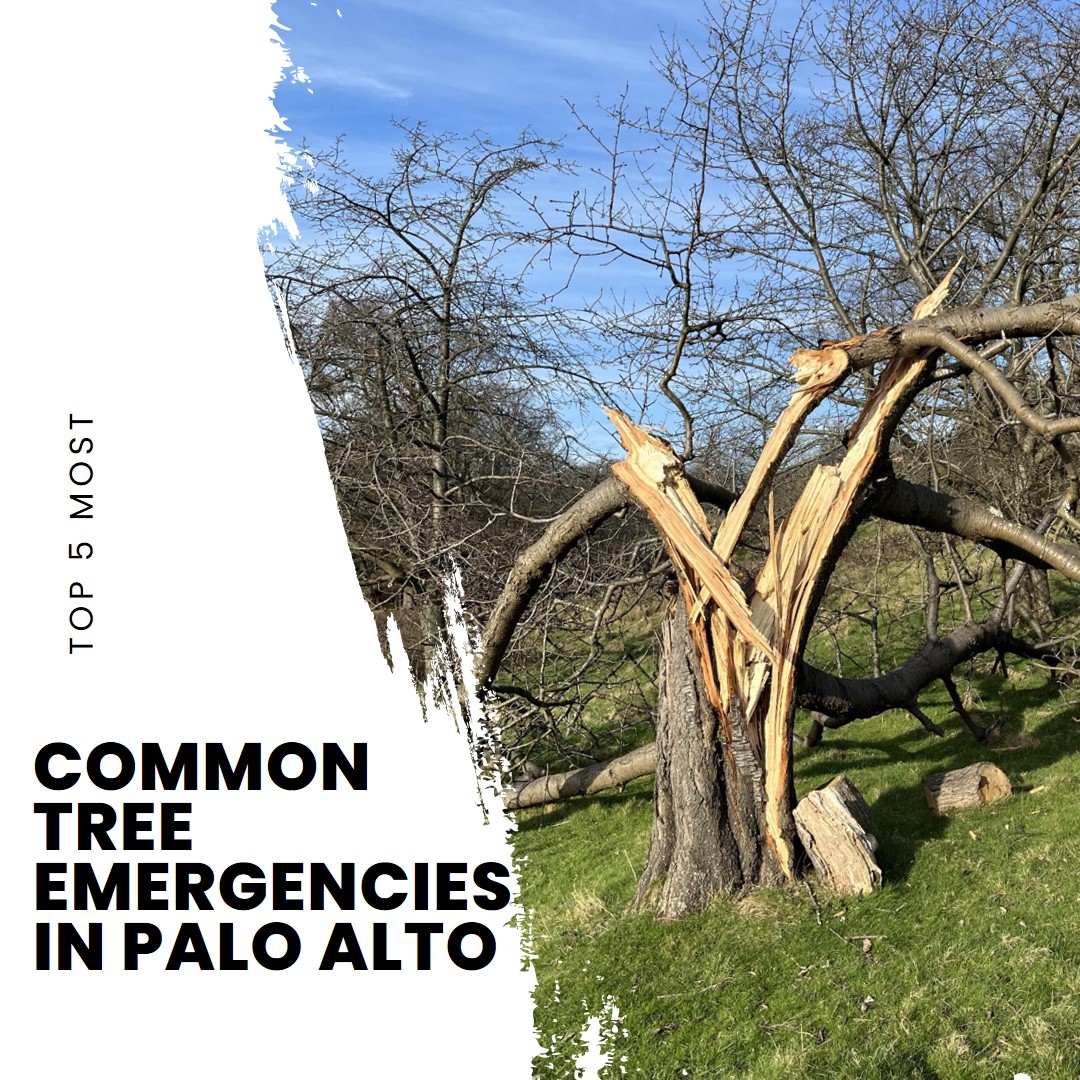 The Top 5 Most Common Tree Emergencies in Palo Alto