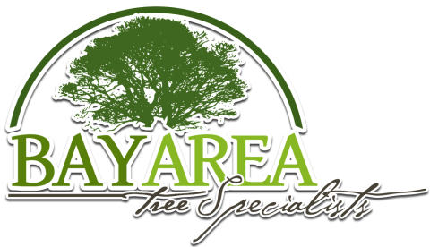 Tree Service & Removal in San Jose - Bay Area Tree Specialists