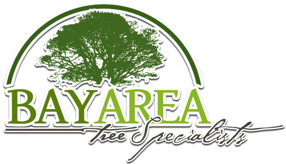 Tree Service & Removal in San Jose - Bay Area Tree Specialists