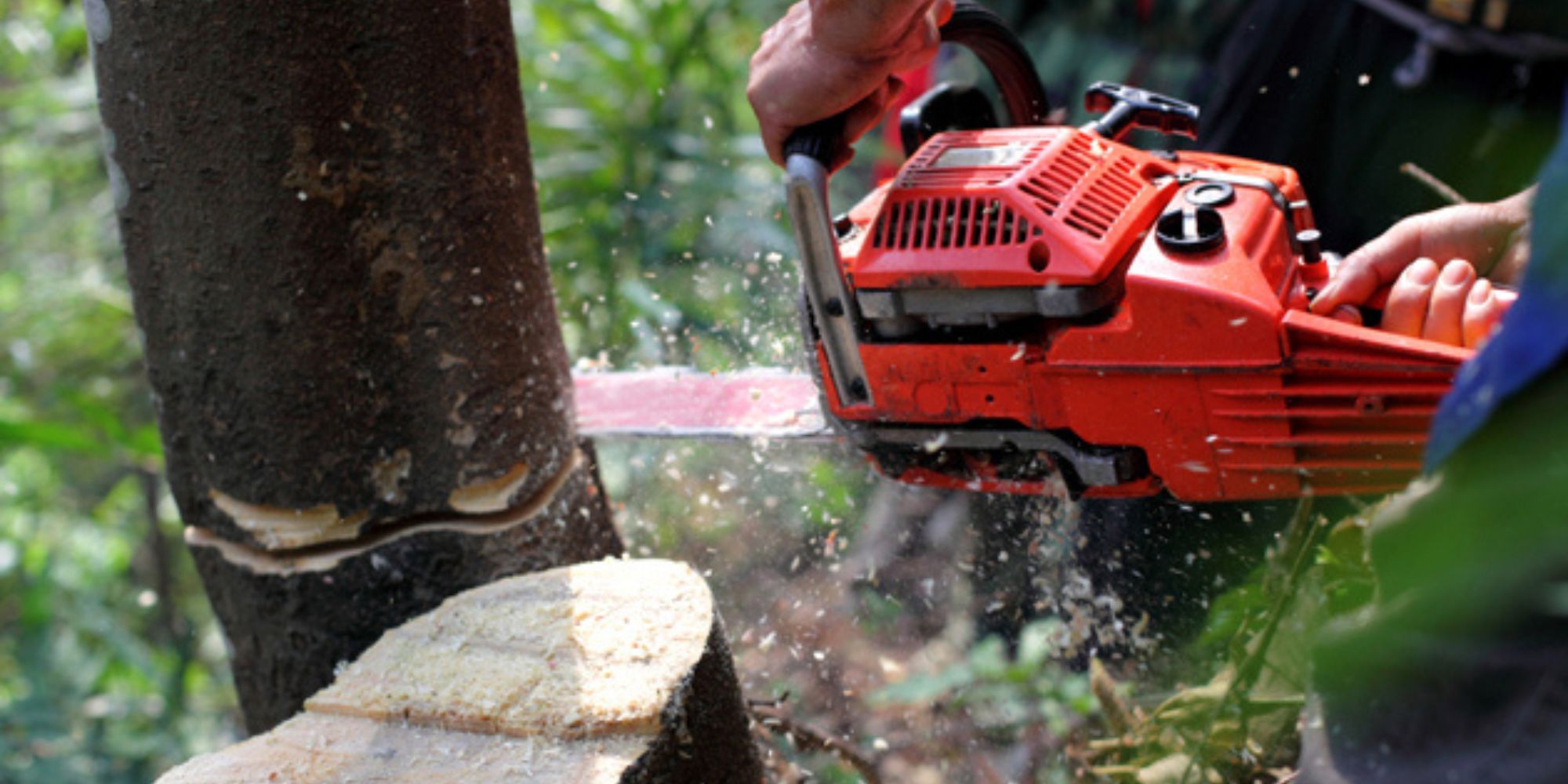 Arborist Videos| Call Us at 408-836-9147 | Bay Area Tree Specialists