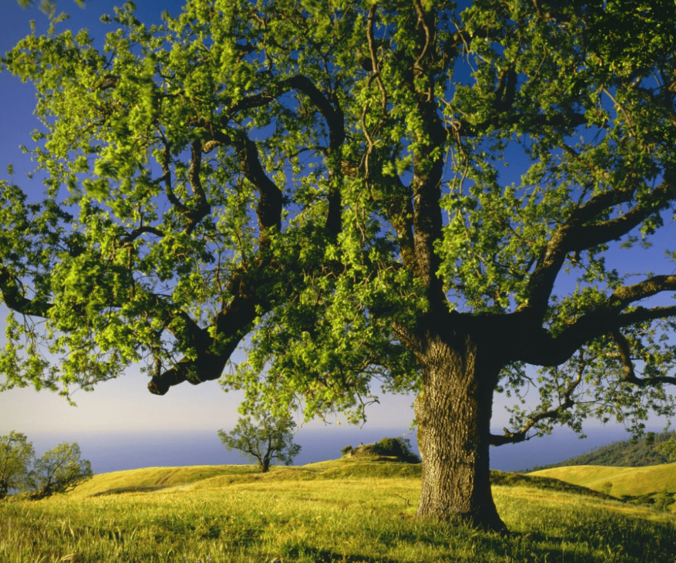 Arborist Videos| Call Us at 408-836-9147 | Bay Area Tree Specialists