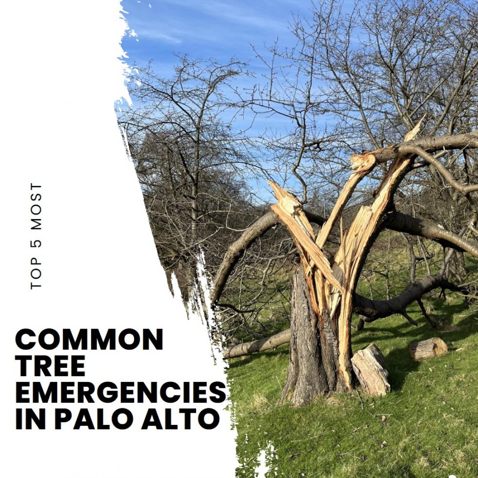 The Top 5 Most Common Tree Emergencies in Palo Alto