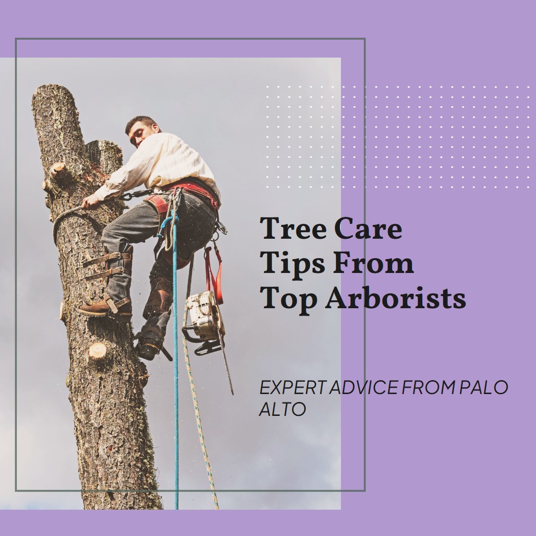 Tree Care Tips from Palo Alto's Top Arborists - Bayarea Tree Specialist