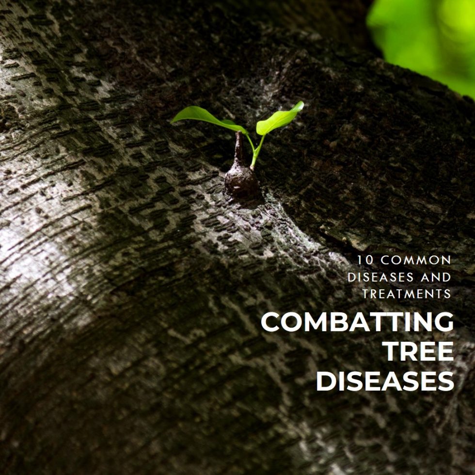 10 Common Tree Diseases and How to Treat Them