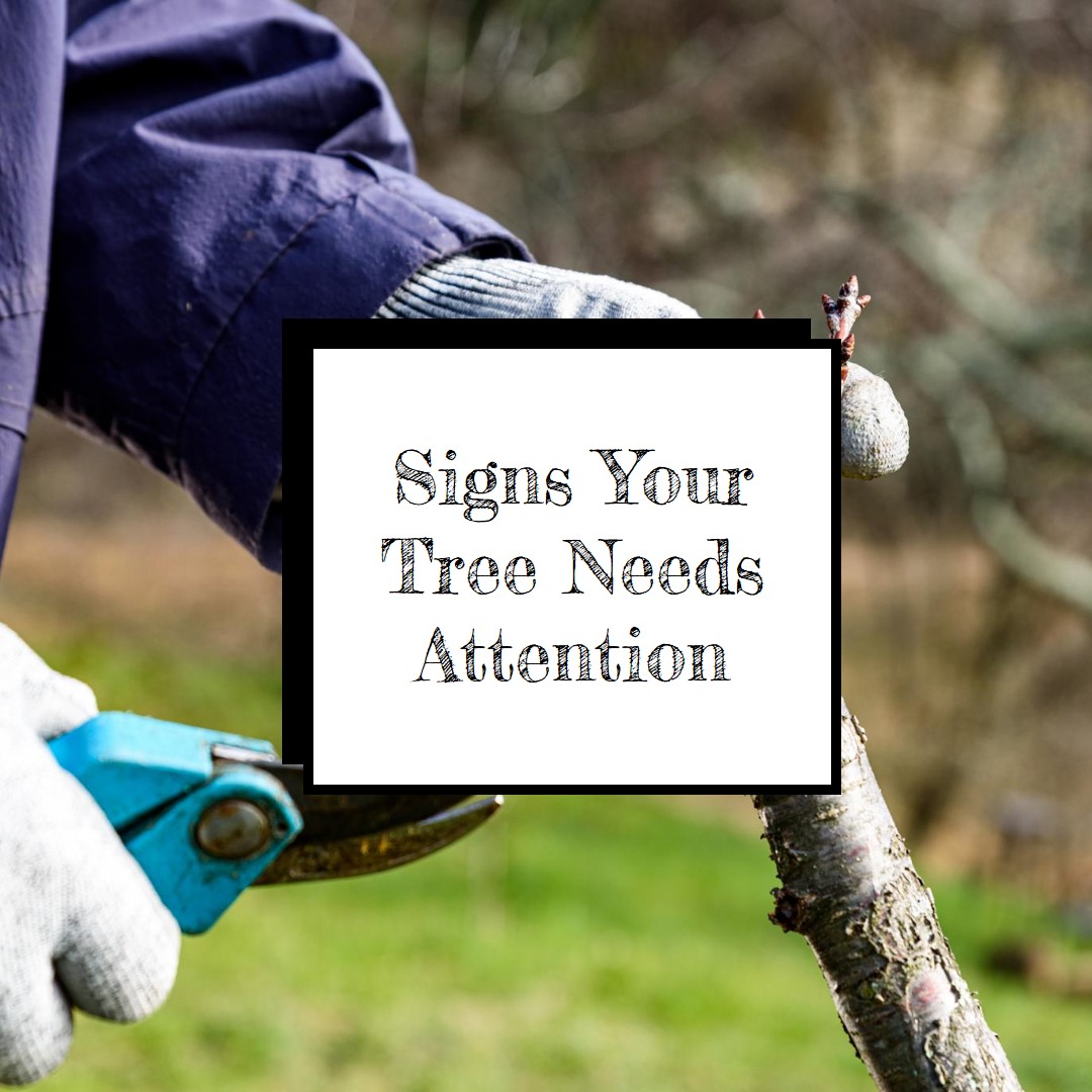 8 Signs Your Tree Needs Immediate Attention