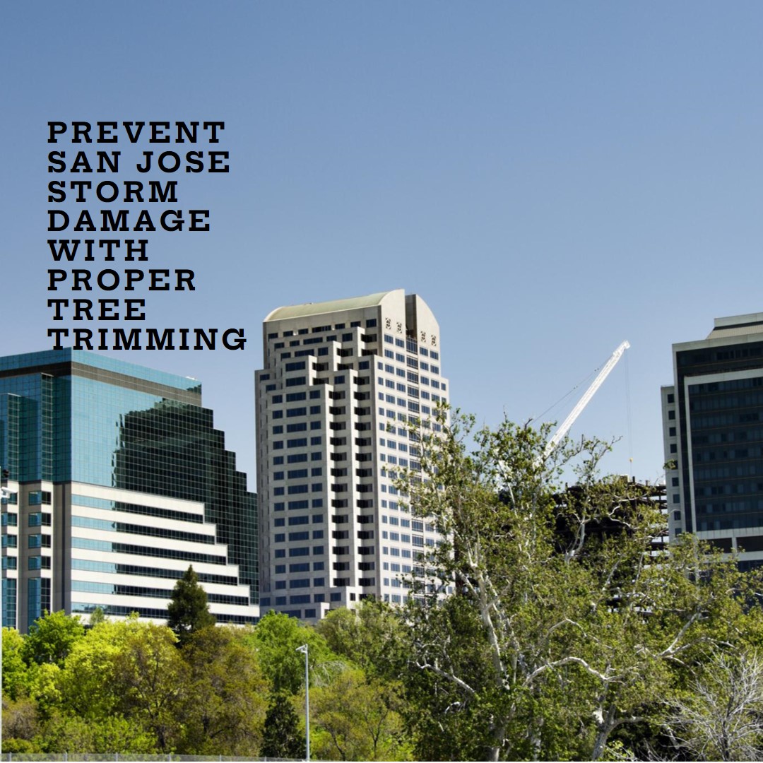 Can Proper Tree Trimming Prevent San Jose Storm Damage?