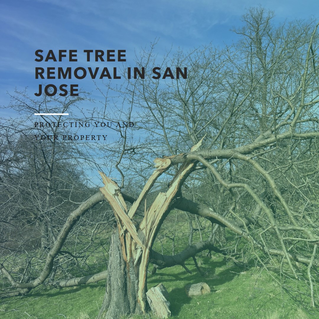Safety Protocols for Tree Removal in San Jose