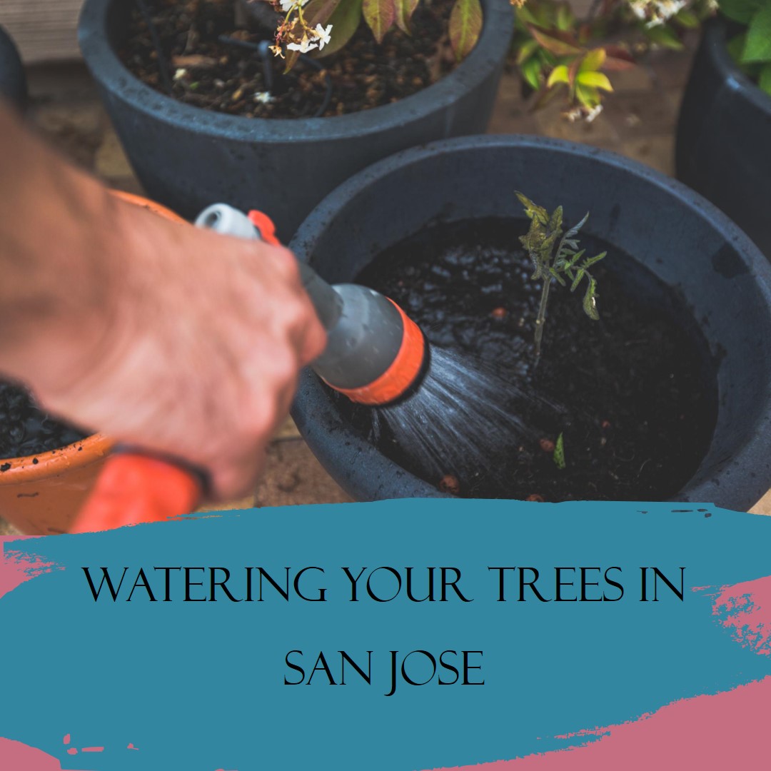 How Often Should You Water Your Trees in San Jose?