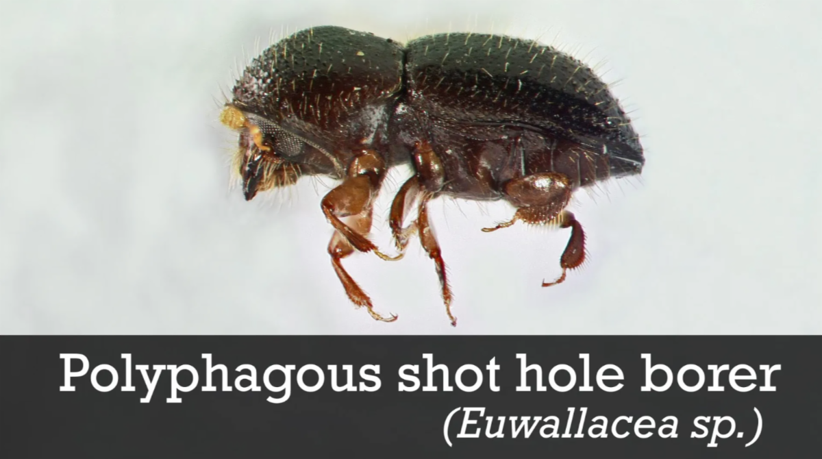 Invasive Shot Hole Borers