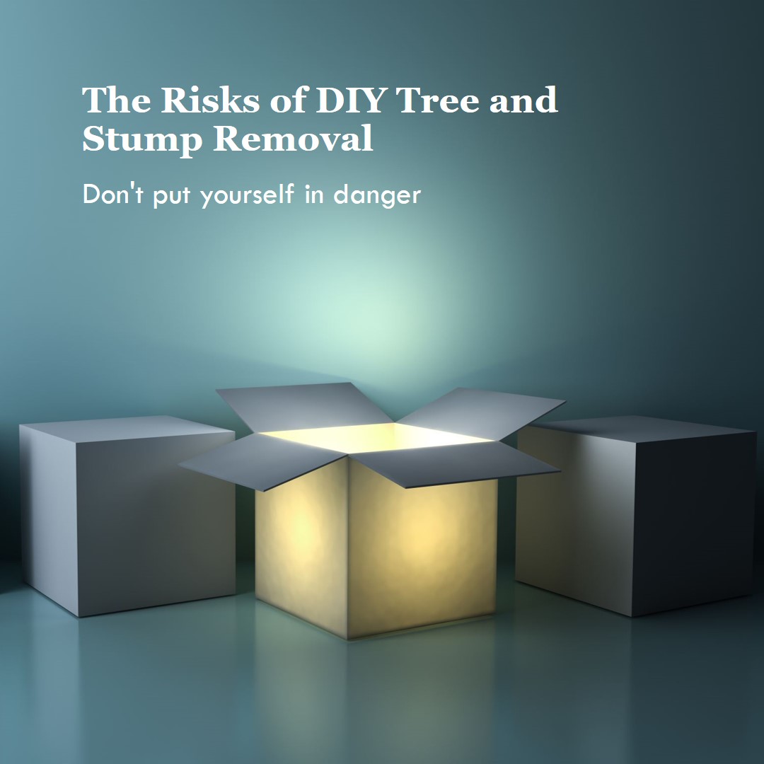 What Are the Risks of Removing Trees and Stumps Yourself?