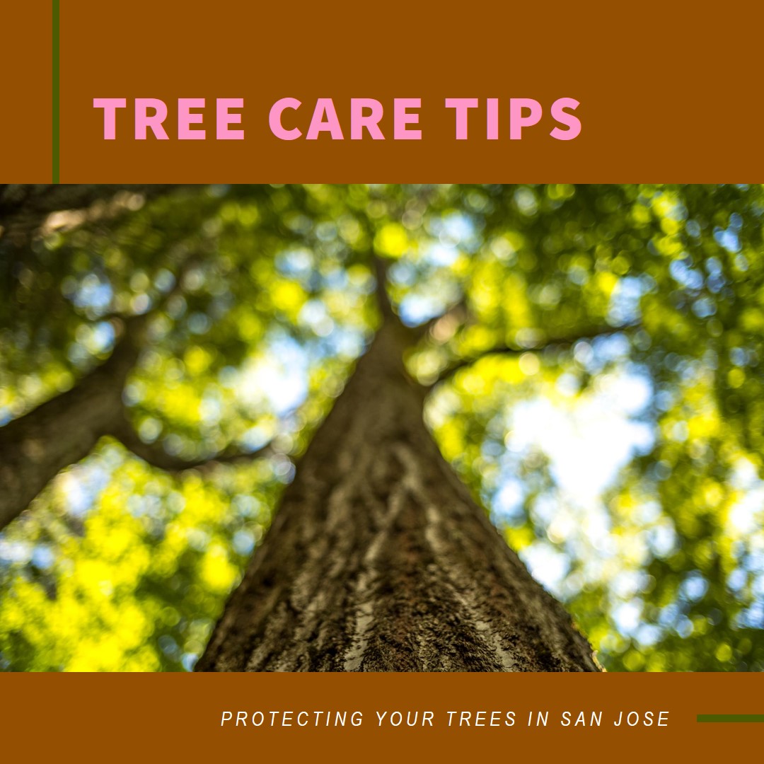 Are Chemical Treatments Safe for Trees in San Jose?