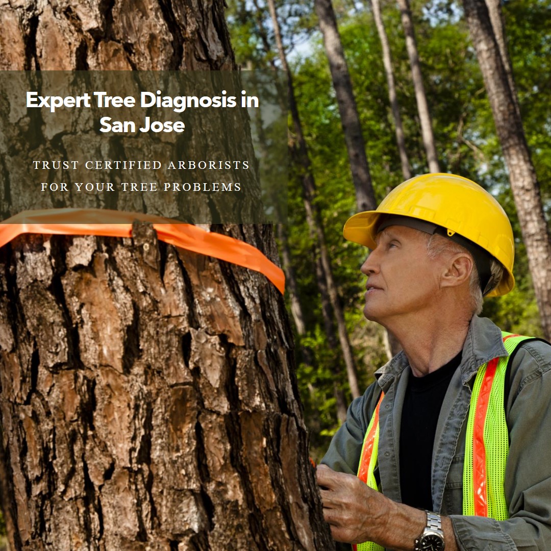 How Do Certified Arborists in San Jose Diagnose Tree Problems?