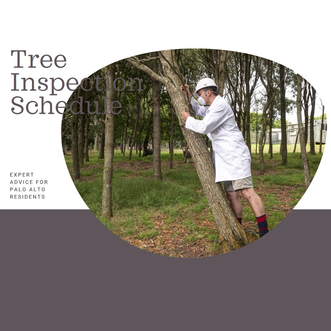 Bay Area Tree Service & Removal San Jose CA | Palo Alto CA | Bay Area ...