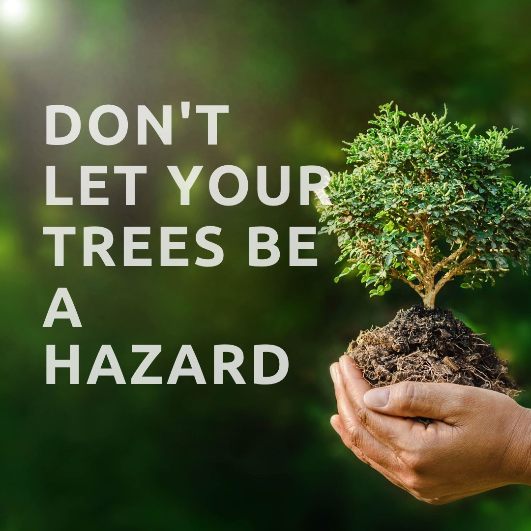 What Are the Risks of Not Trimming Your Trees in Palo Alto?