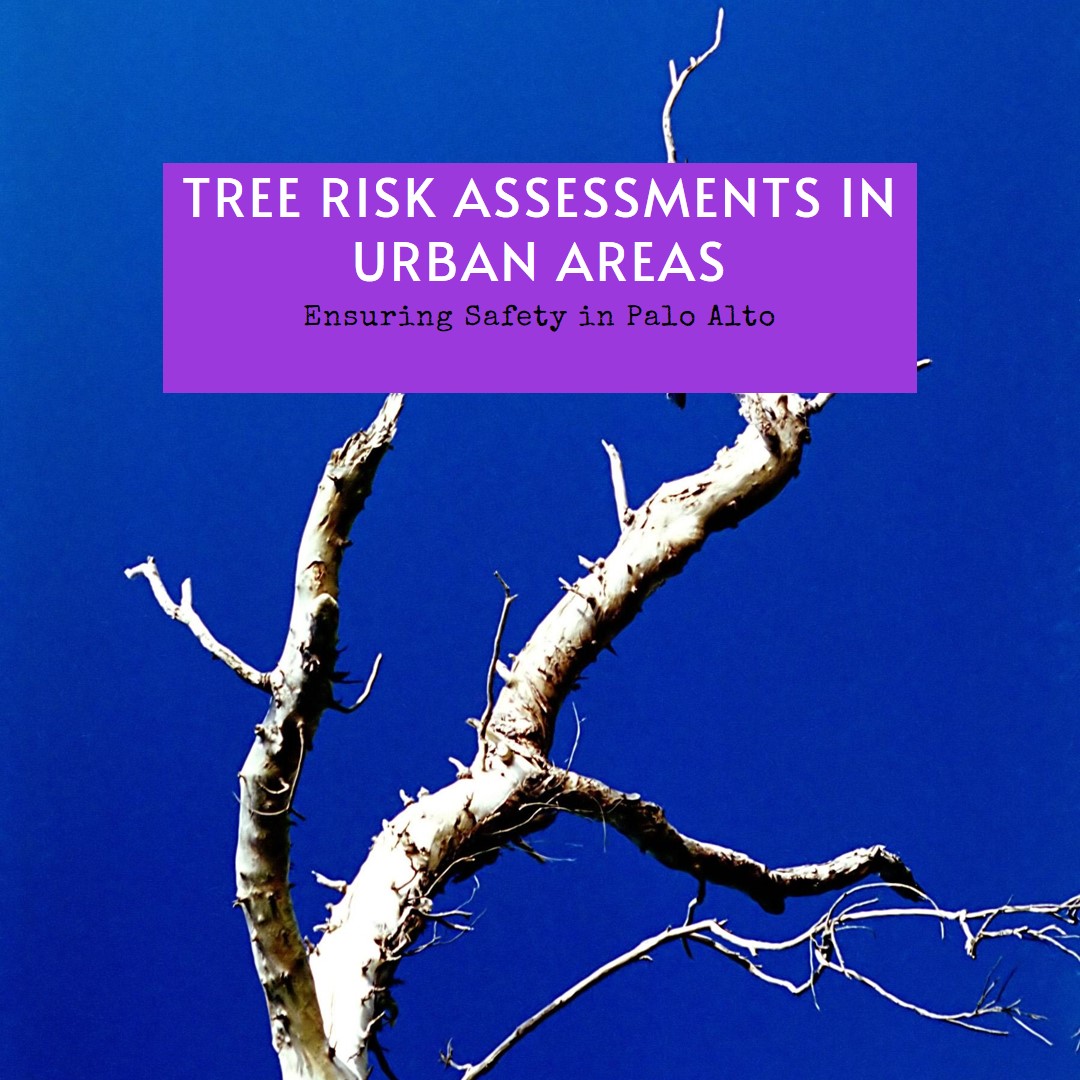 The Importance of Tree Risk Assessments in Urban Palo Alto